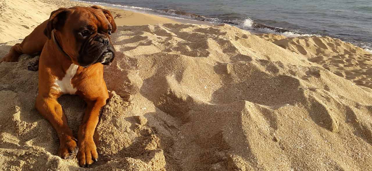 Dog Grooming Batavia IL | WoofBeach Dog Care, Dog Training